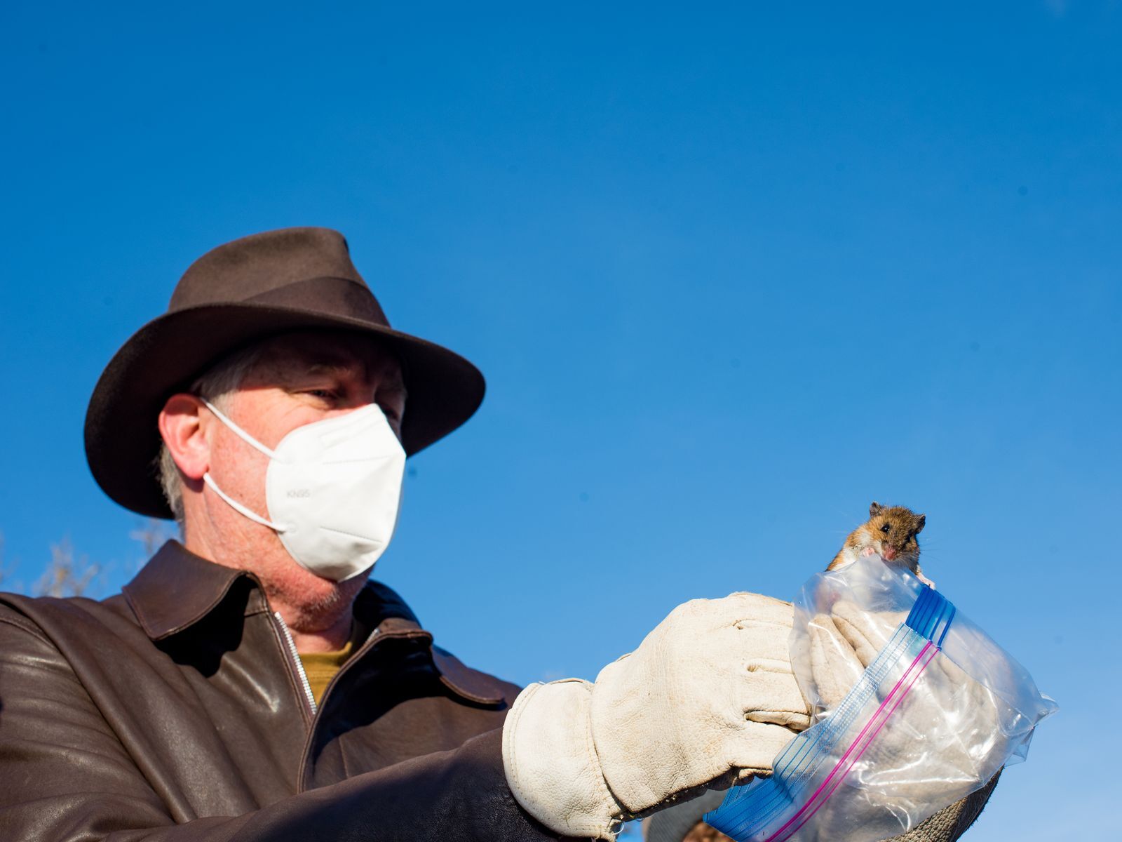 Moles & Small Rodents : Wildlife Conflict Issues : Wildlife Help ...