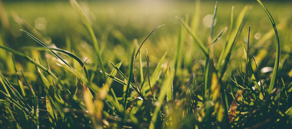 Keep Oklahoma Beautiful | Statewide Environmental Nonprofit