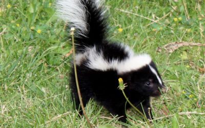 Skunk Facts | Surprising Truths About a Misunderstood Mammal