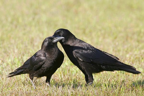 American Crow | Bird Gallery | Houston Audubon