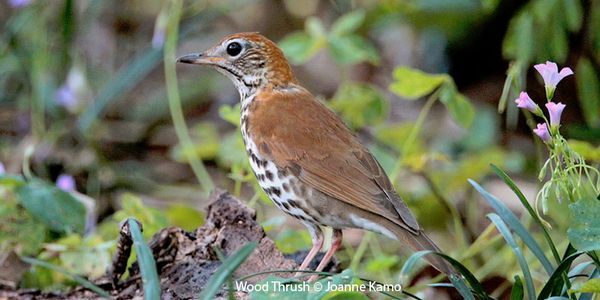 Wood Thrush | Bird Gallery | Houston Audubon