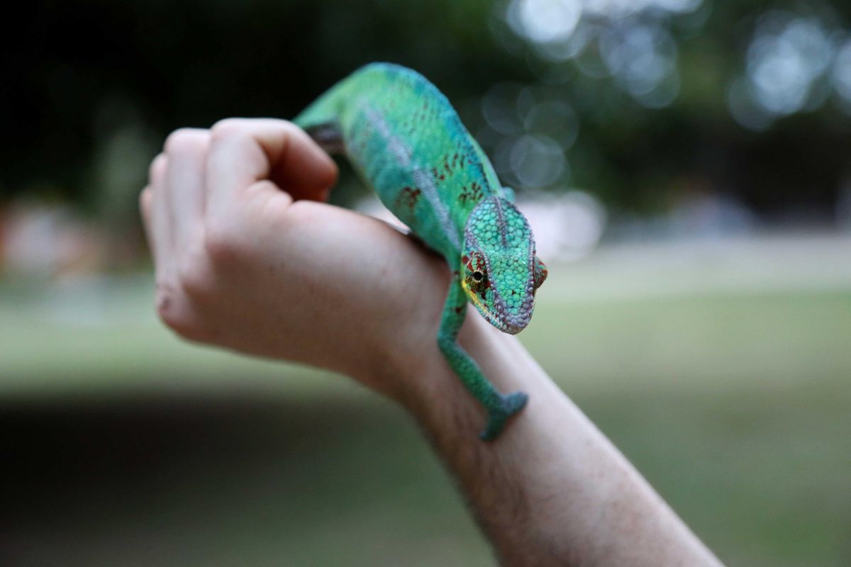 Anthrozoos | International Society for Anthrozoology
