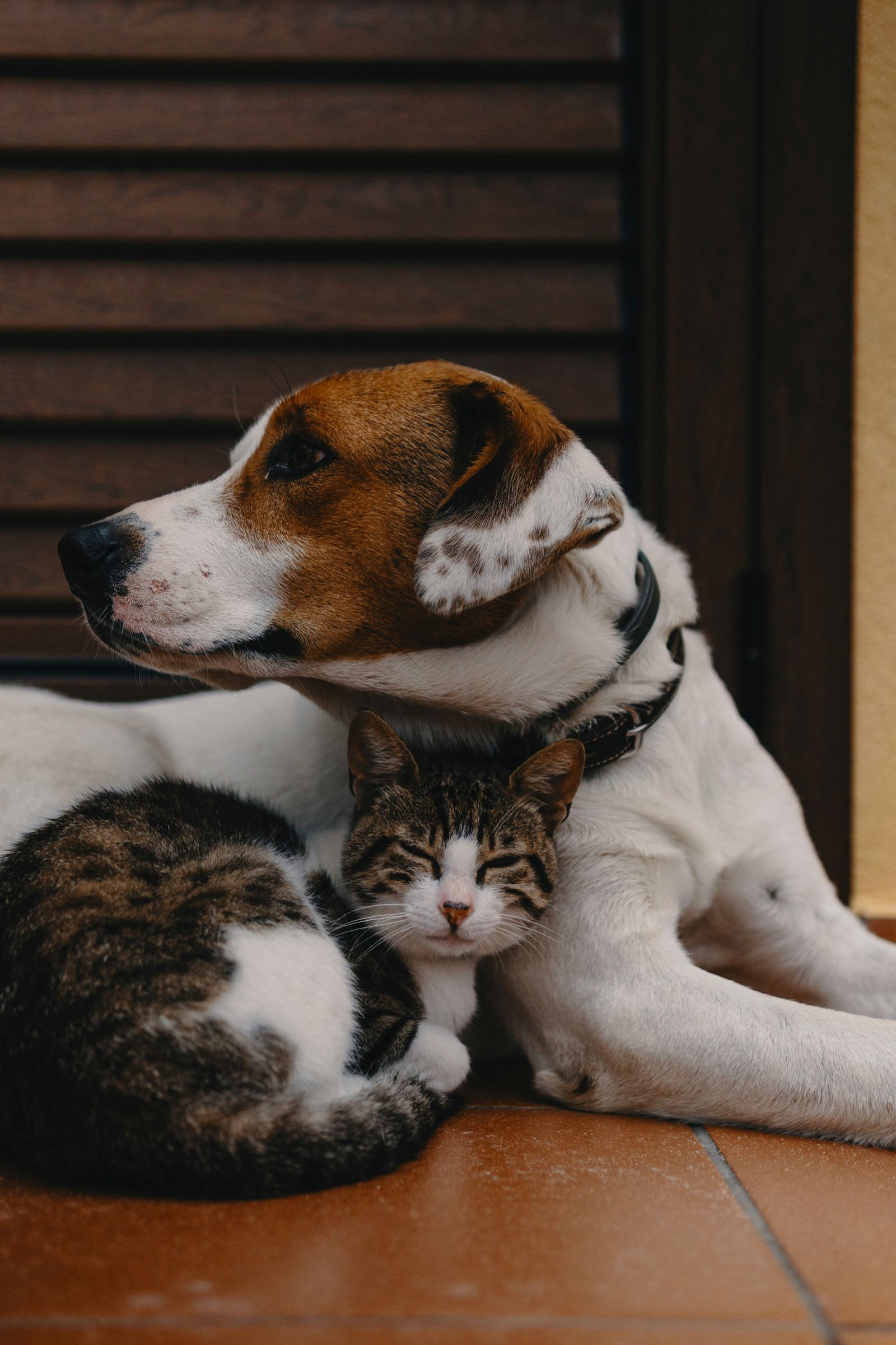 Home : SPCA of Luzerne County