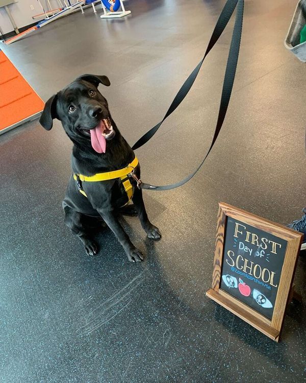 Home : Humane Society of York County