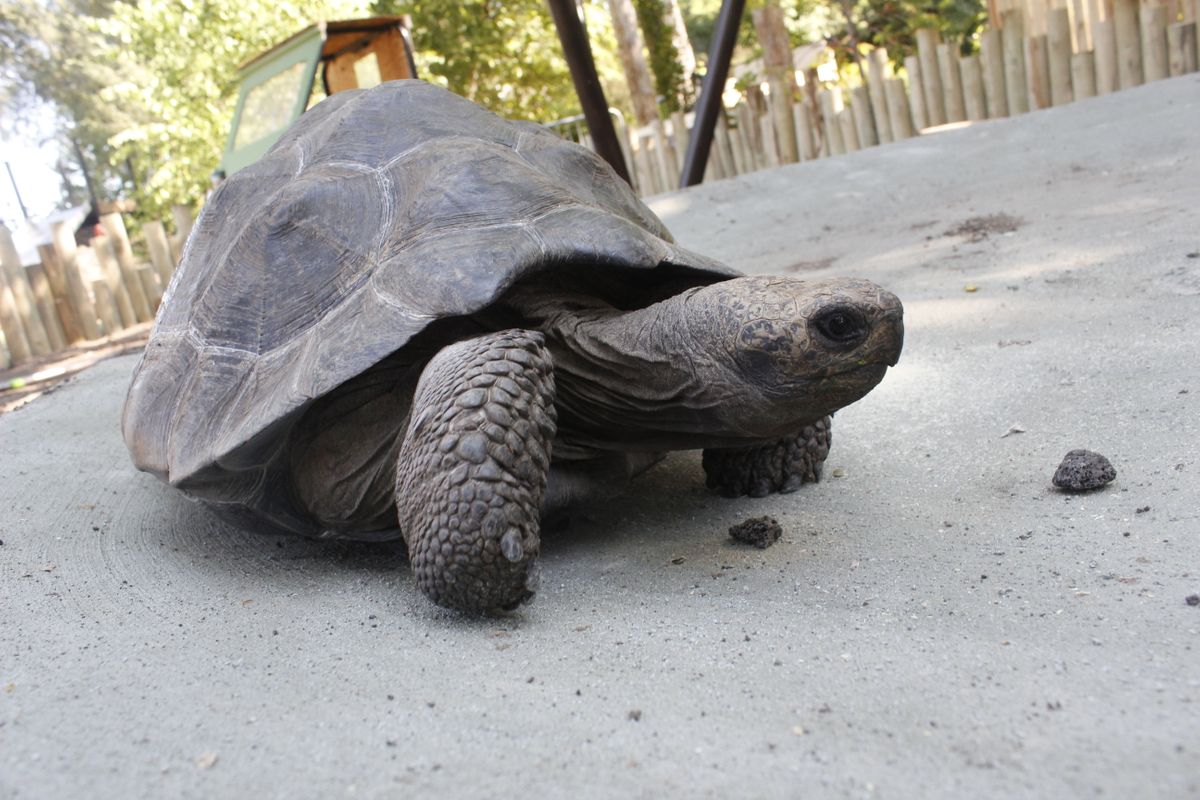 Galapagos Tortoise : Reptiles and Amphibians : Animals : Lincoln ...