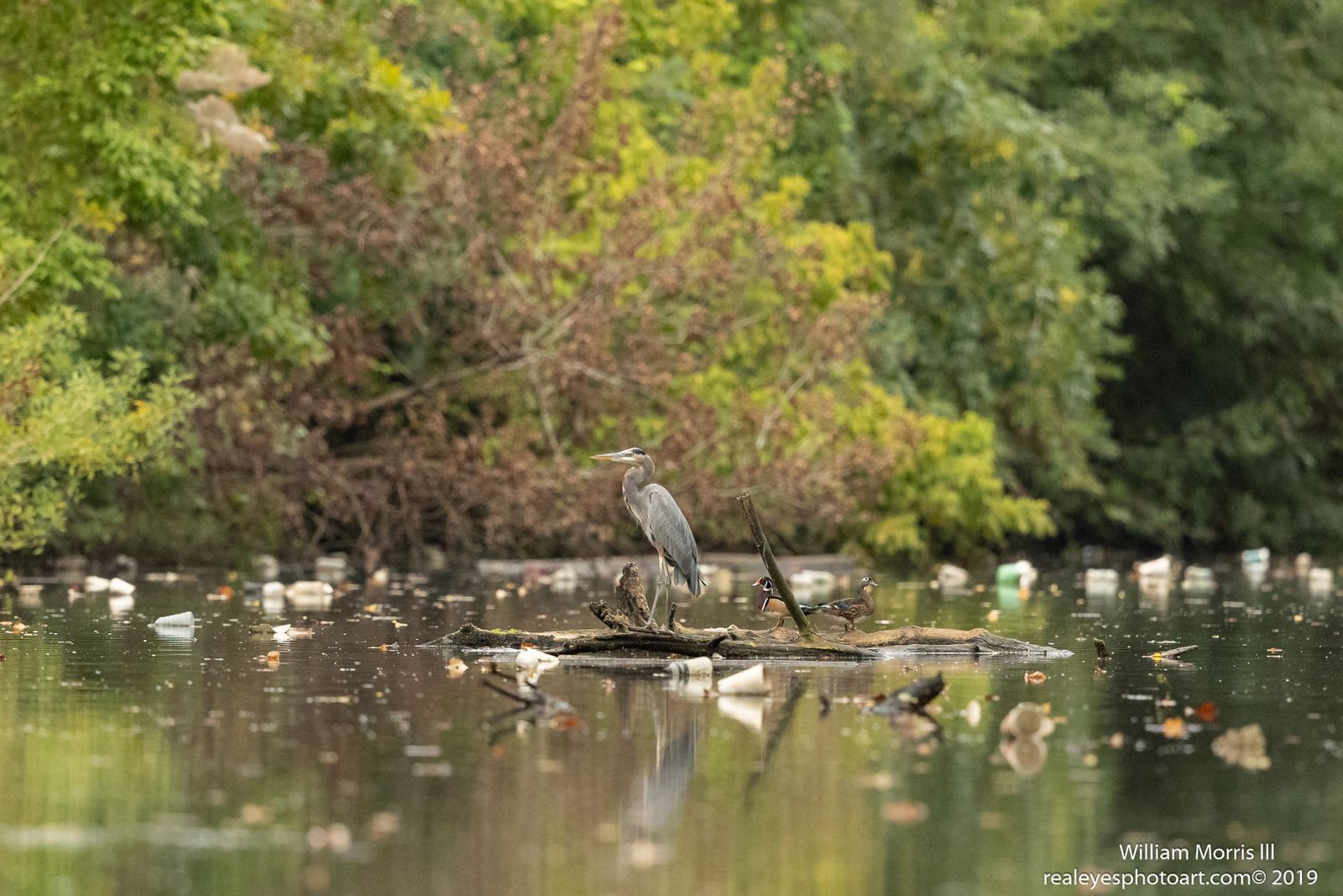 Home | Houston Audubon