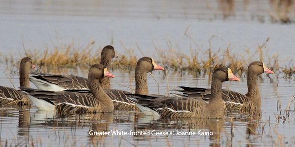 Greater White-fronted Goose | Bird Gallery | Houston Audubon
