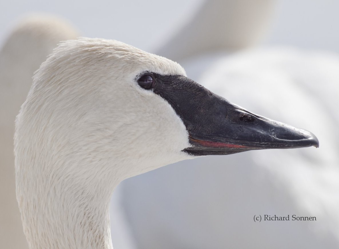 Swan Identification & Behavior | Trumpeter Swan Society