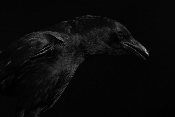 American Crow | Bird Gallery | Houston Audubon