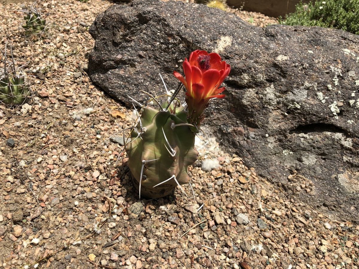 Colorado Cactus & Succulent Society : Home