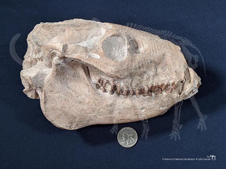 University of Nebraska State Museum of Natural History : Collections ...