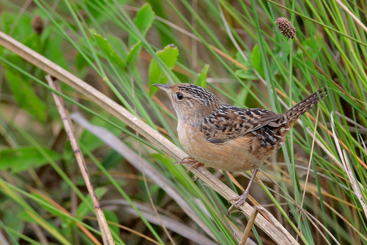 Sedge Wren | Bird Gallery | Houston Audubon