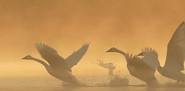 Swan Flight Profiles and Takeoff |Trumpeter Swan Society
