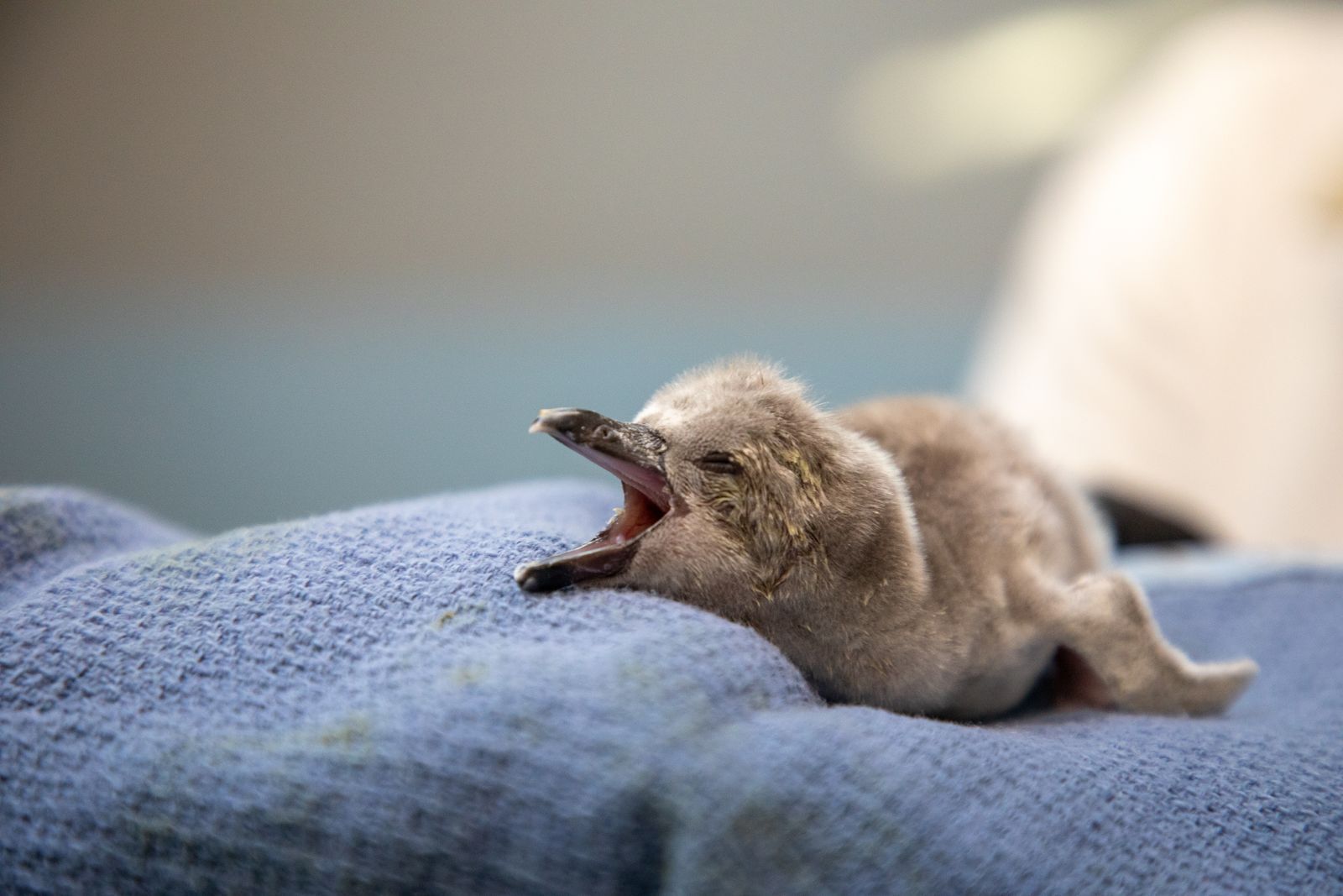 Penguin Chick Hatched at the Zoo : News : Lincoln Children's Zoo