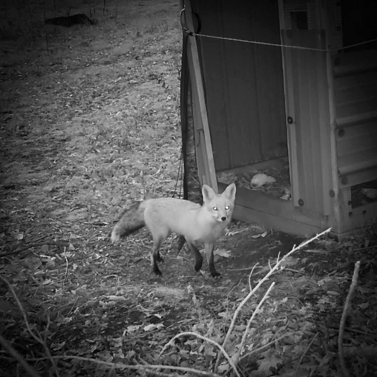 Soft Release vs. Hard Release in Wildlife Rehabilitation
