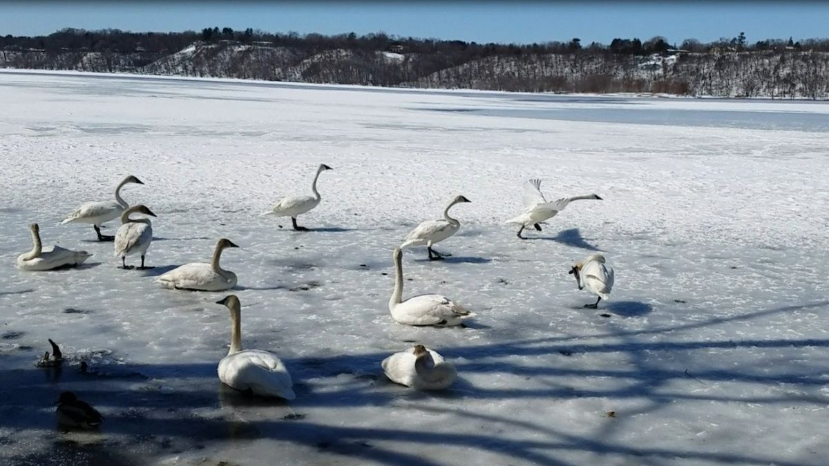 Swan Flight Profiles and Takeoff |Trumpeter Swan Society