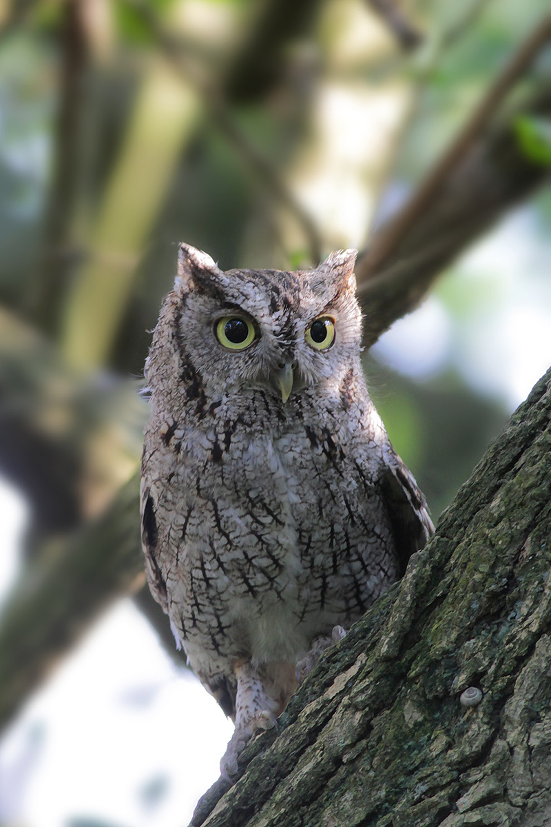 Eastern Screech-Owl | Bird Gallery | Houston Audubon