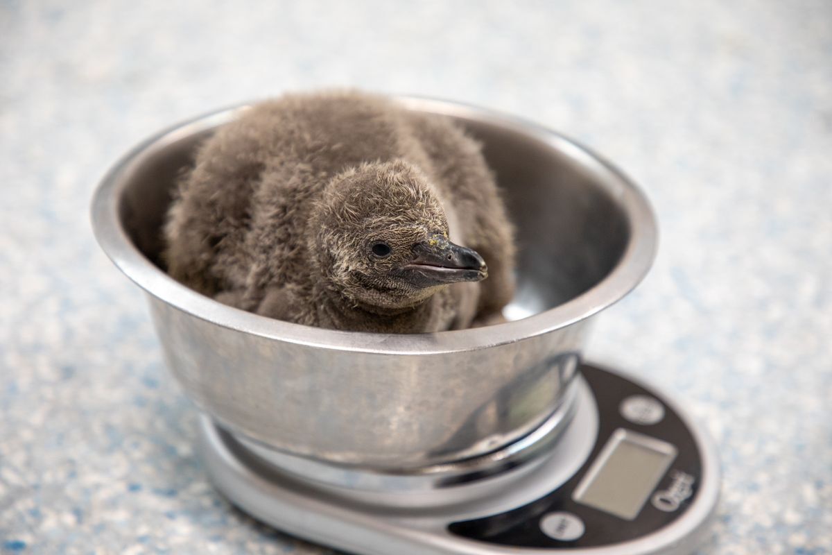 Penguin Chick Hatched at the Zoo : News : Lincoln Children's Zoo
