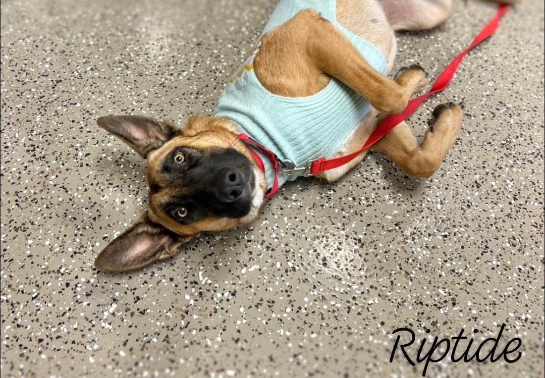 adoptable pets, dog, cat, adopt