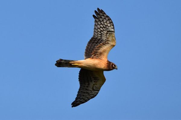 Northern Harrier | Bird Gallery | Houston Audubon
