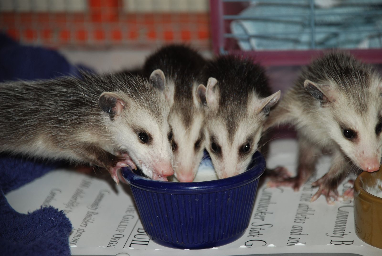 Opossums : Found a Wild Animal? : Wildlife Help : Nebraska Wildlife ...