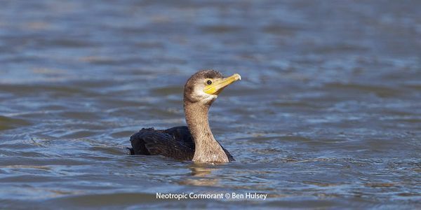 Neotropic Cormorant | Bird Gallery | Houston Audubon