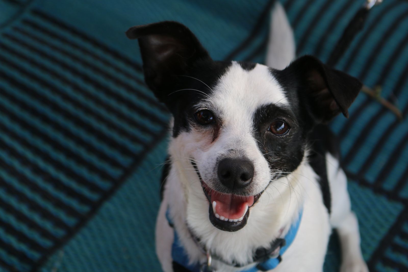 Adoptable Dogs : Adopt : 3R Rescue, Inc.