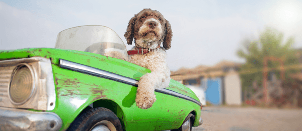 SPCA Monterey County