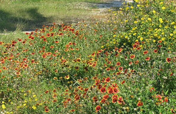 Native Plants| Bird-Friendly Communities | Conservation | Houston Audubon