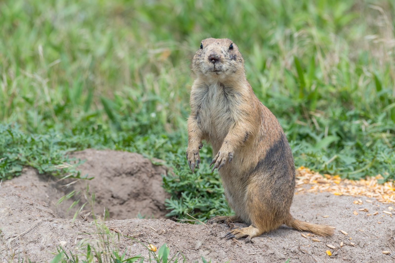 Prairie Dog Relocation Project : News & Events : Nebraska Wildlife ...