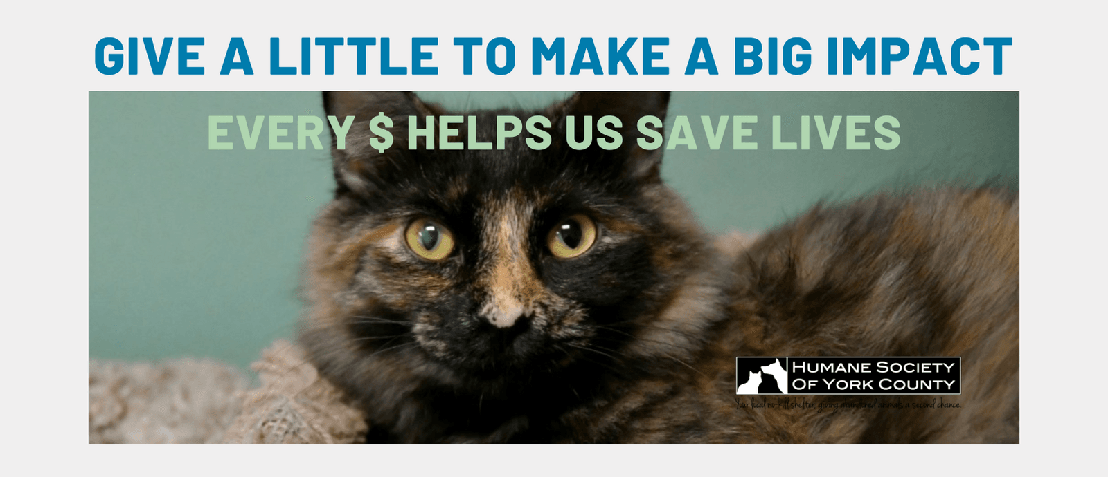 Home : Humane Society of York County