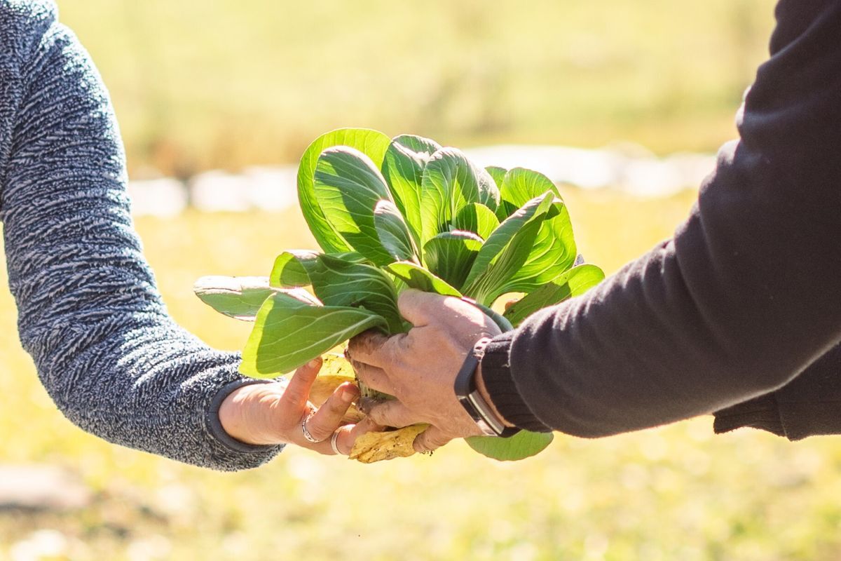 Food Security : Programs : The Friends of Hilltop Hanover Farm