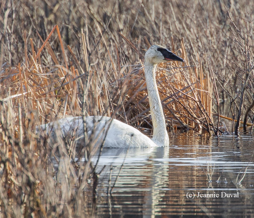 Trumpeter Swan Society|Plymouth, MN