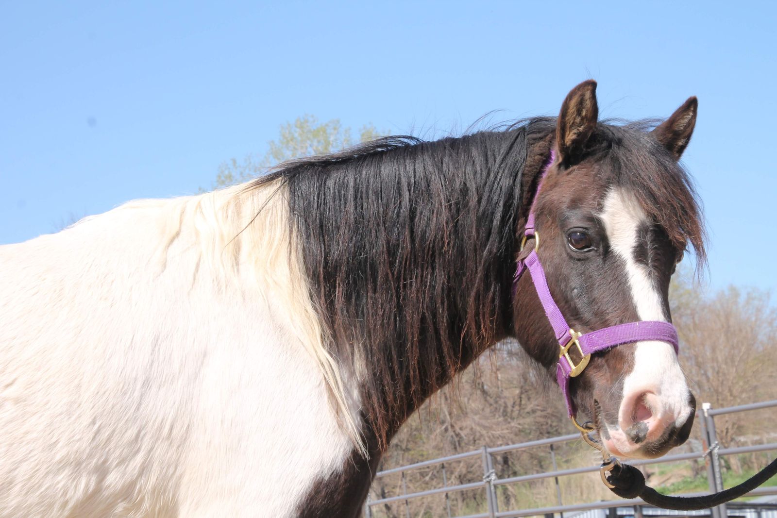 Sponsor a Horse : How To Help : Victory Riding Academy
