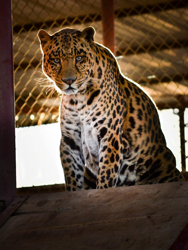 Spotty : In Memory : Meet the Animals : Center for Animal Research and ...