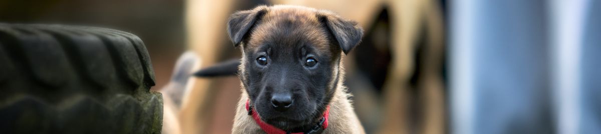 Become a Member : How To Help : Eastern Madera County SPCA