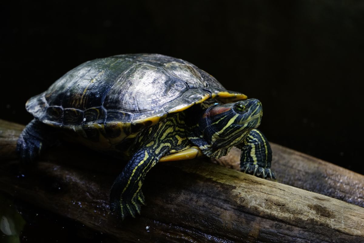 Red-Eared Slider Turtle