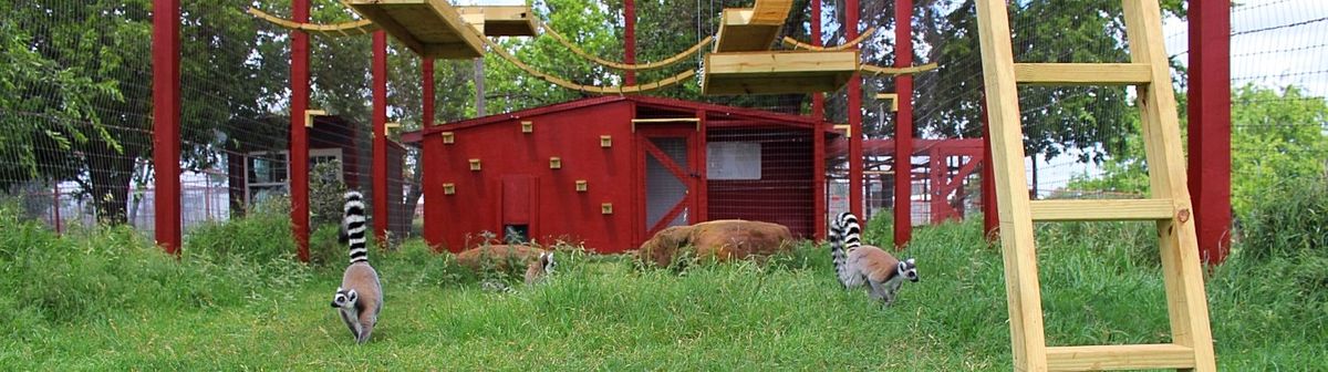 overview : Lemurs : Meet the Animals : Center for Animal Research and ...