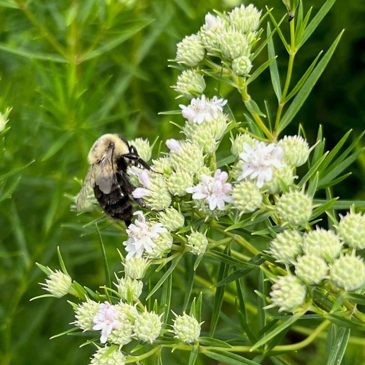 Narrowleaf Mountain Mint : Native Plant Species : The Friends of ...