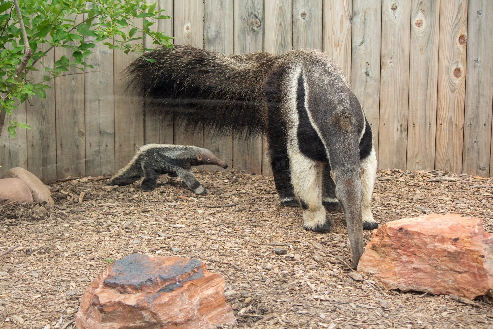 Welcoming a Giant Anteater Pup : News : Lincoln Children's Zoo