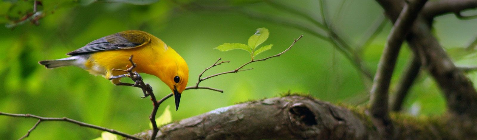 Home | Houston Audubon