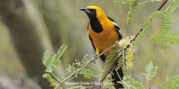 Hooded Oriole | Bird Gallery | Houston Audubon