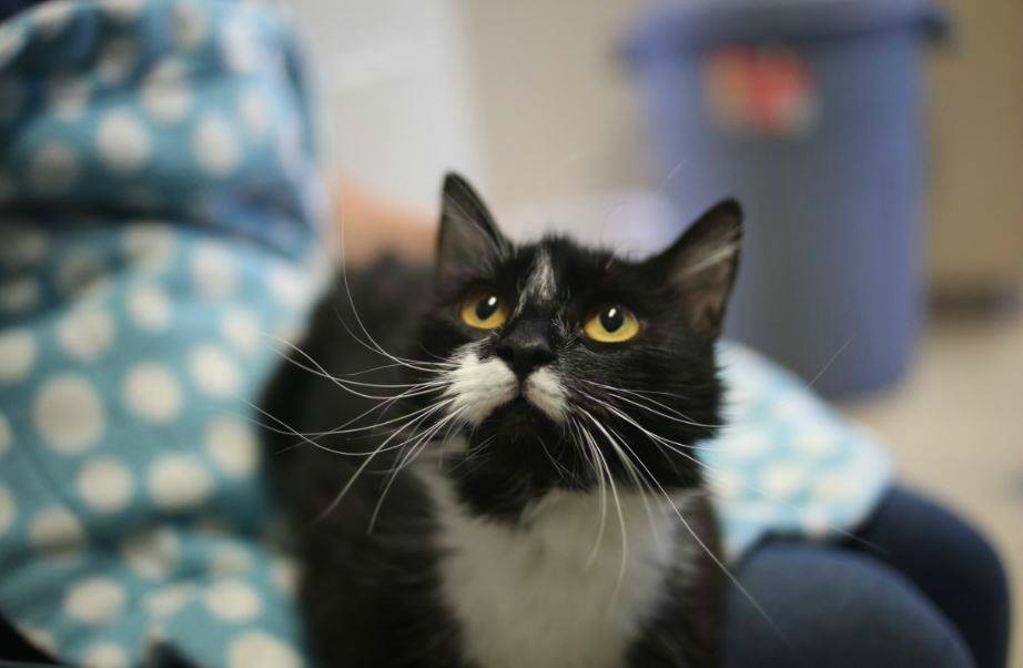 Whitman County Humane Society