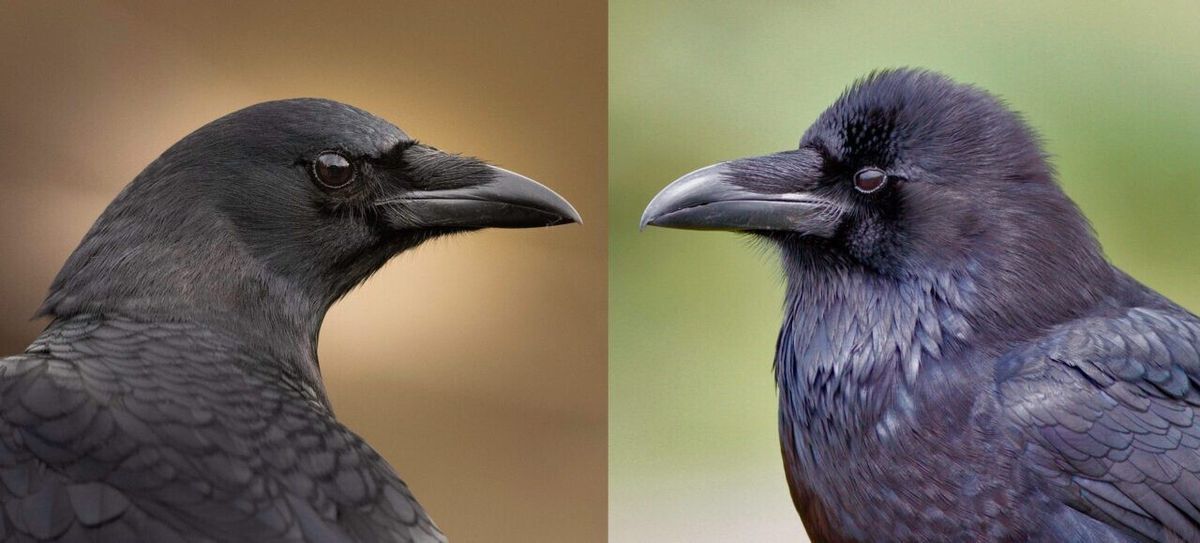 Crows vs. Ravens: What’s the Difference Between these Halloween Icons?