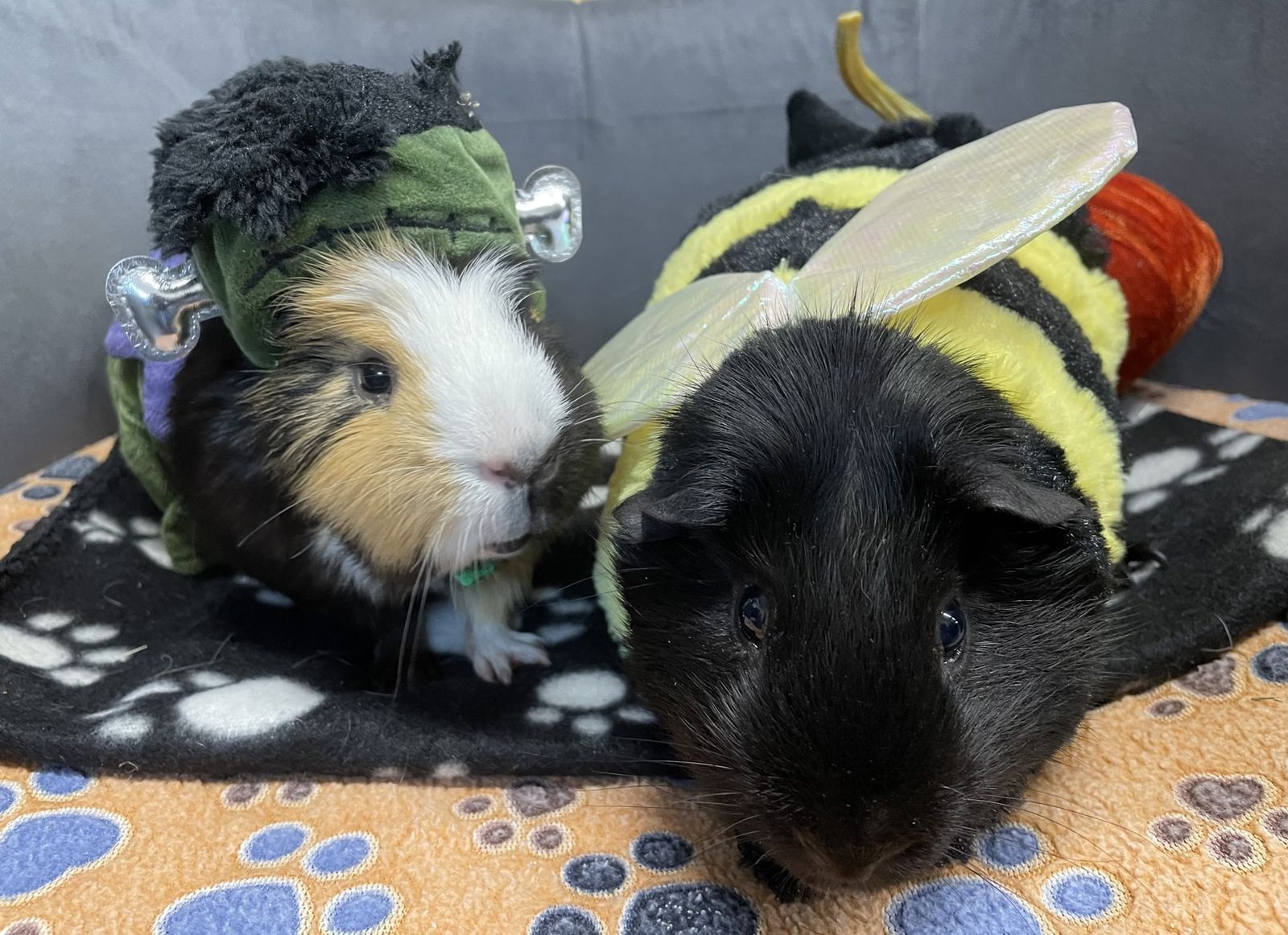 Ramapo-Bergen Animal Refuge