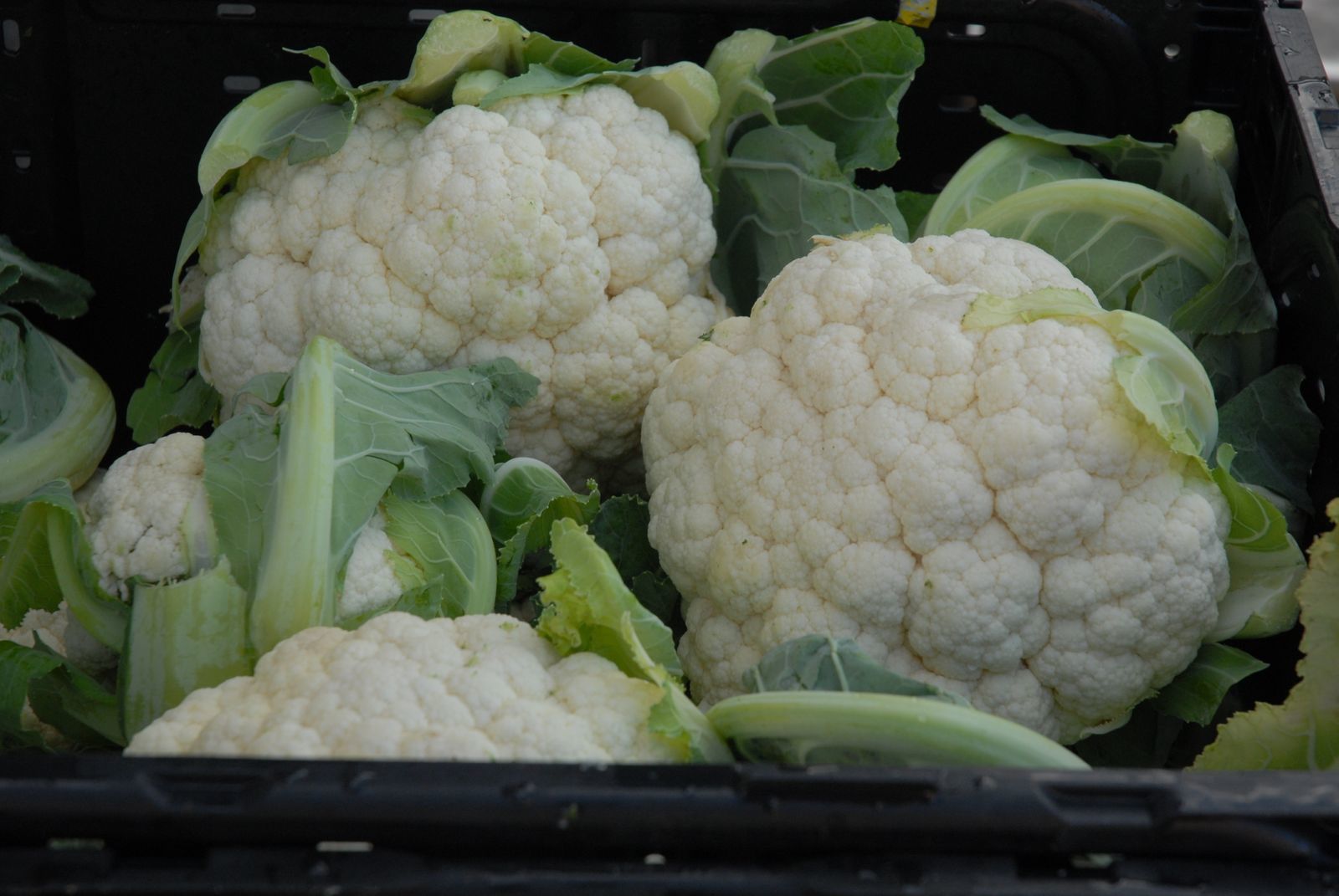 Leadership & Staff : About Us : Redwood Empire Food Bank