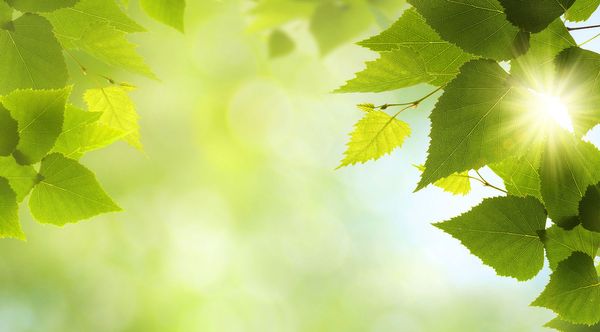 Overview : Who We Are : Pacific Rim Institute for Environmental Stewardship