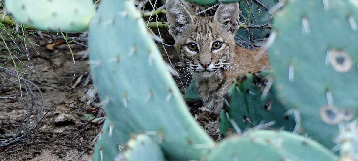 Wildlife Rescue-Wildlife Sanctuary-Scottsdale, Arizona
