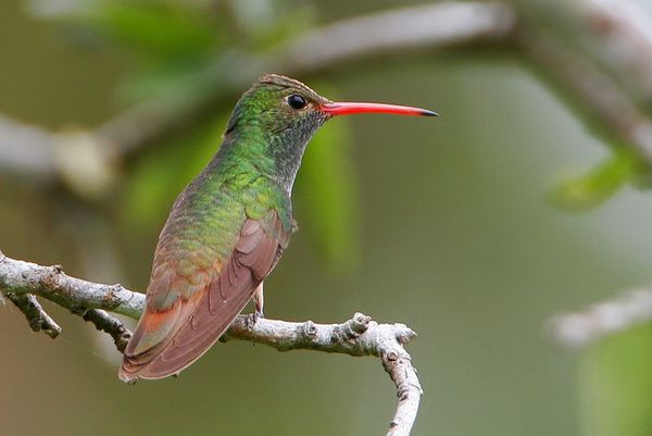 Buff-bellied Hummingbird | Bird Gallery | Houston Audubon
