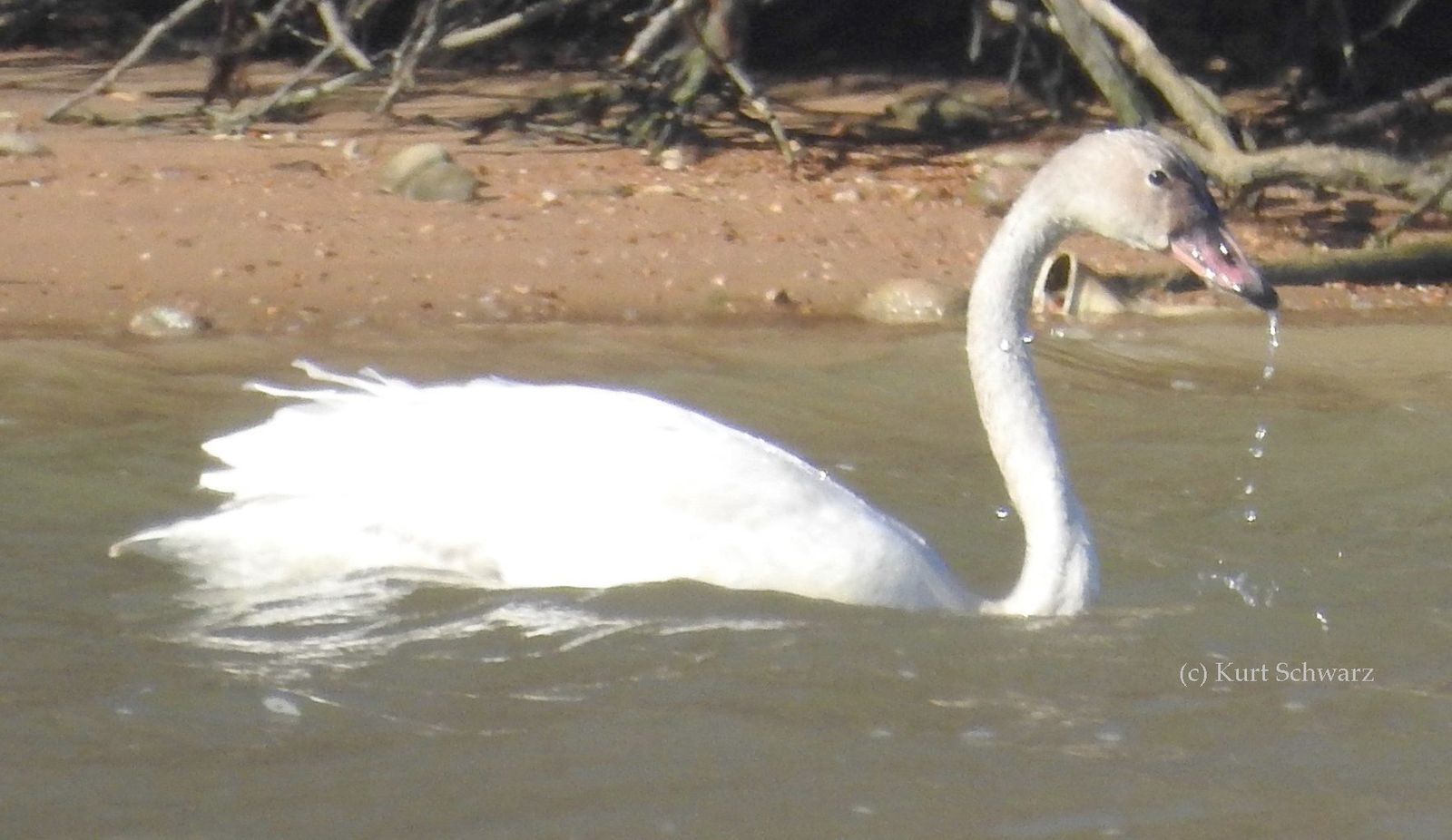 Juvenile Swan Identification | Trumpeter Swan Society